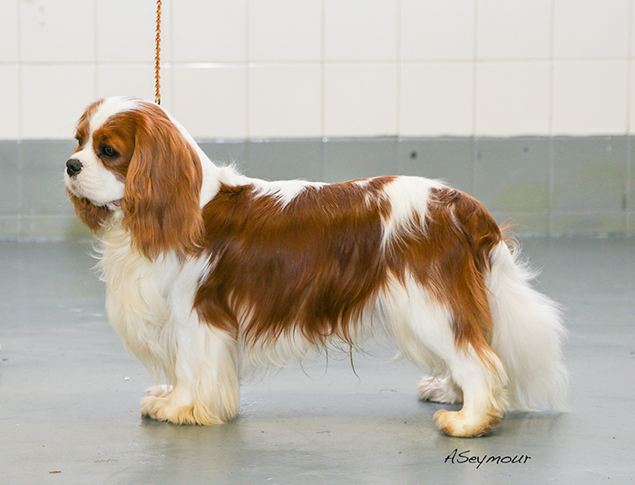 What Dogs Are In The Toy Group